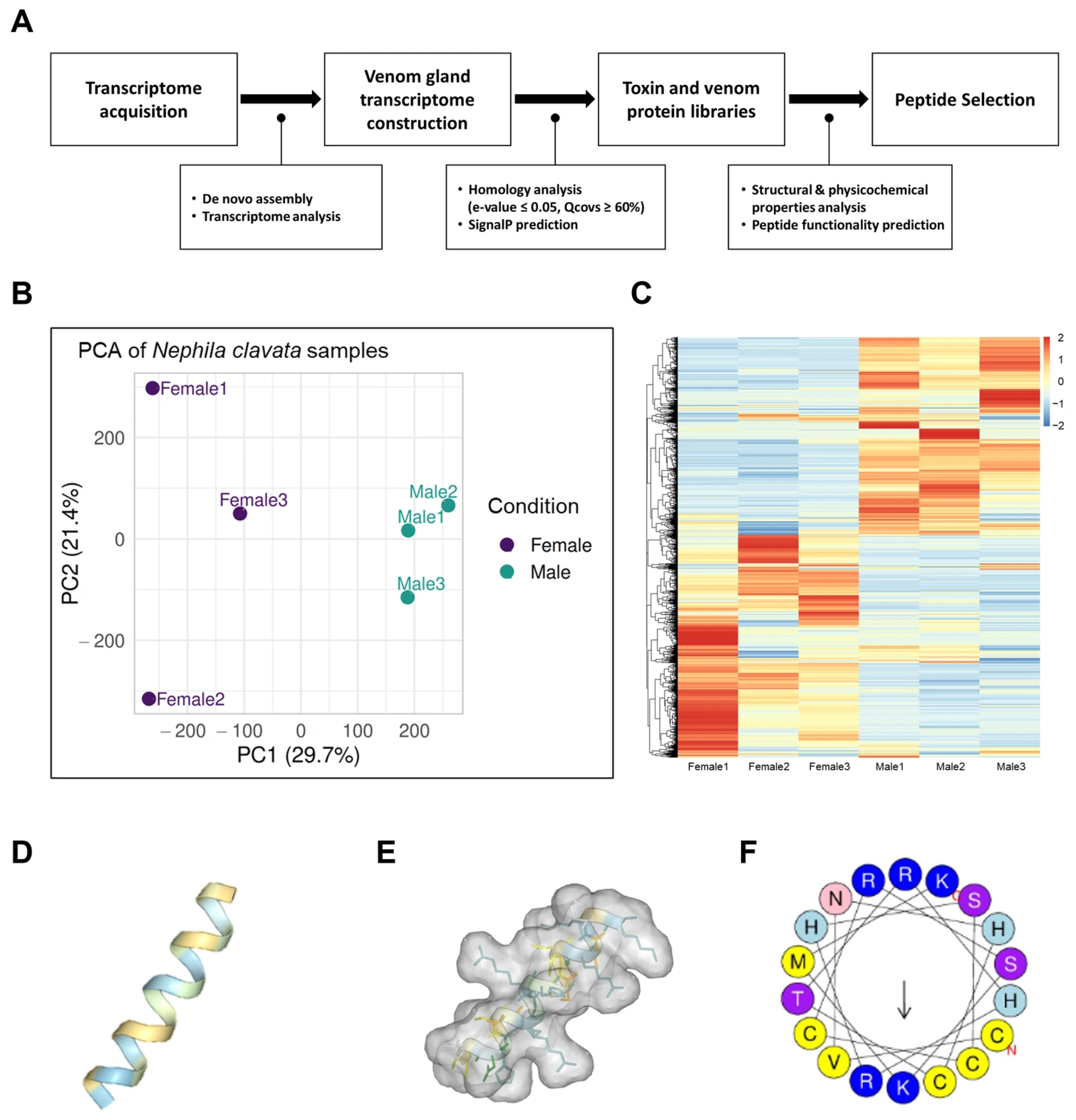 Spider Venom-Derived Peptide Exhibits Dual Anti-Inflammatory and ...