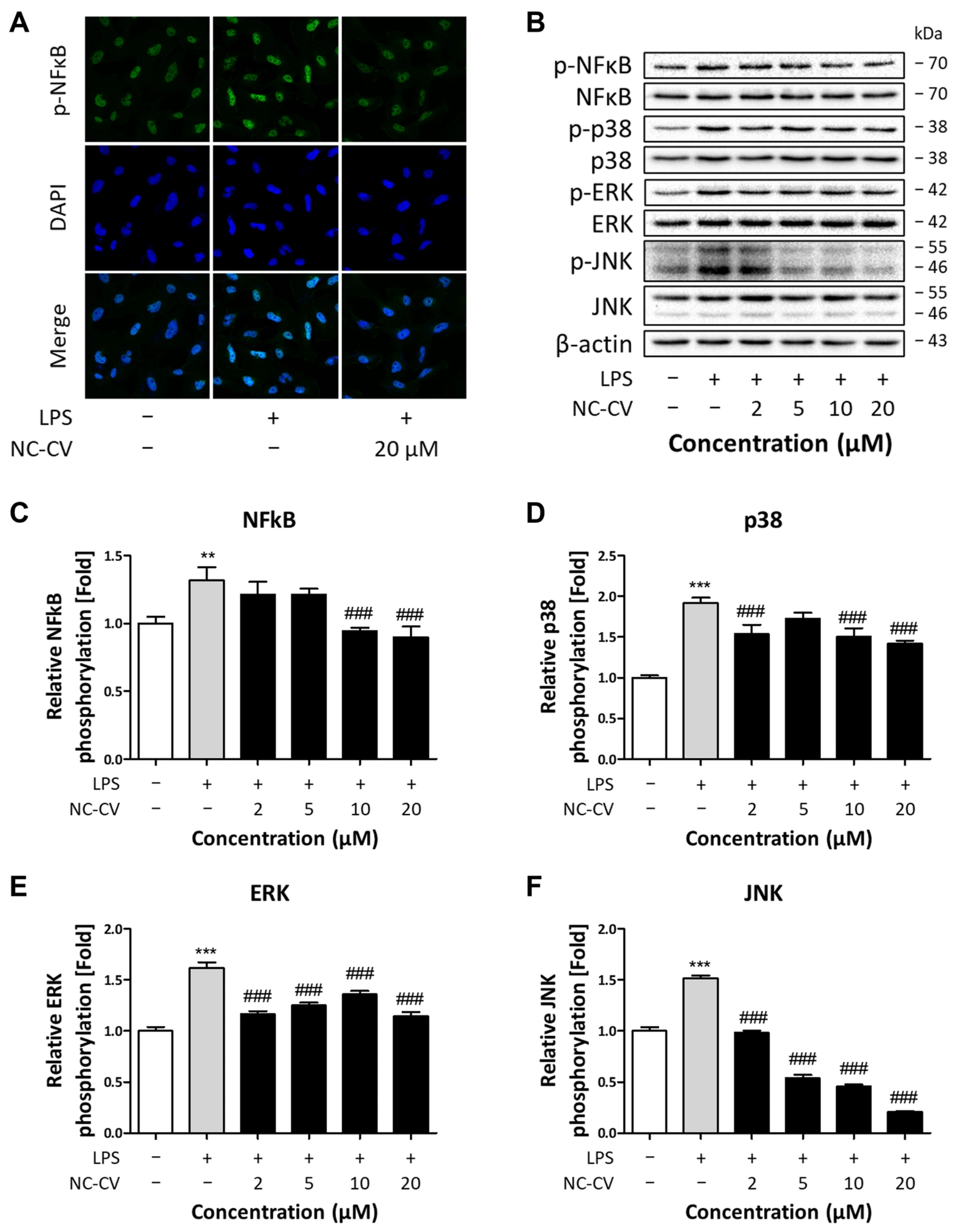 Spider Venom-Derived Peptide Exhibits Dual Anti-Inflammatory and ...