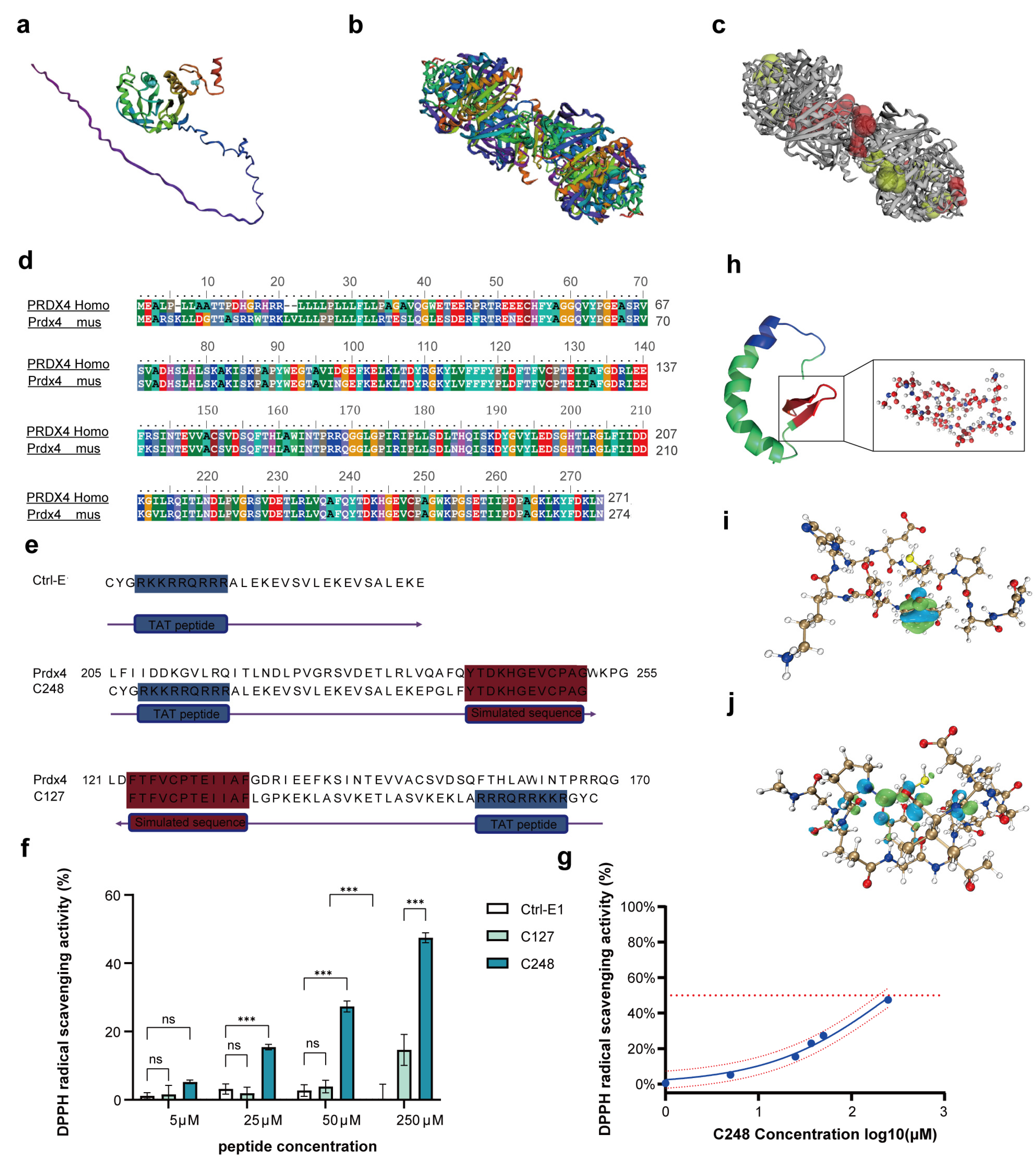 Bioactive Peptide C248 of PRDX4 Ameliorates the Function of Testicular ...