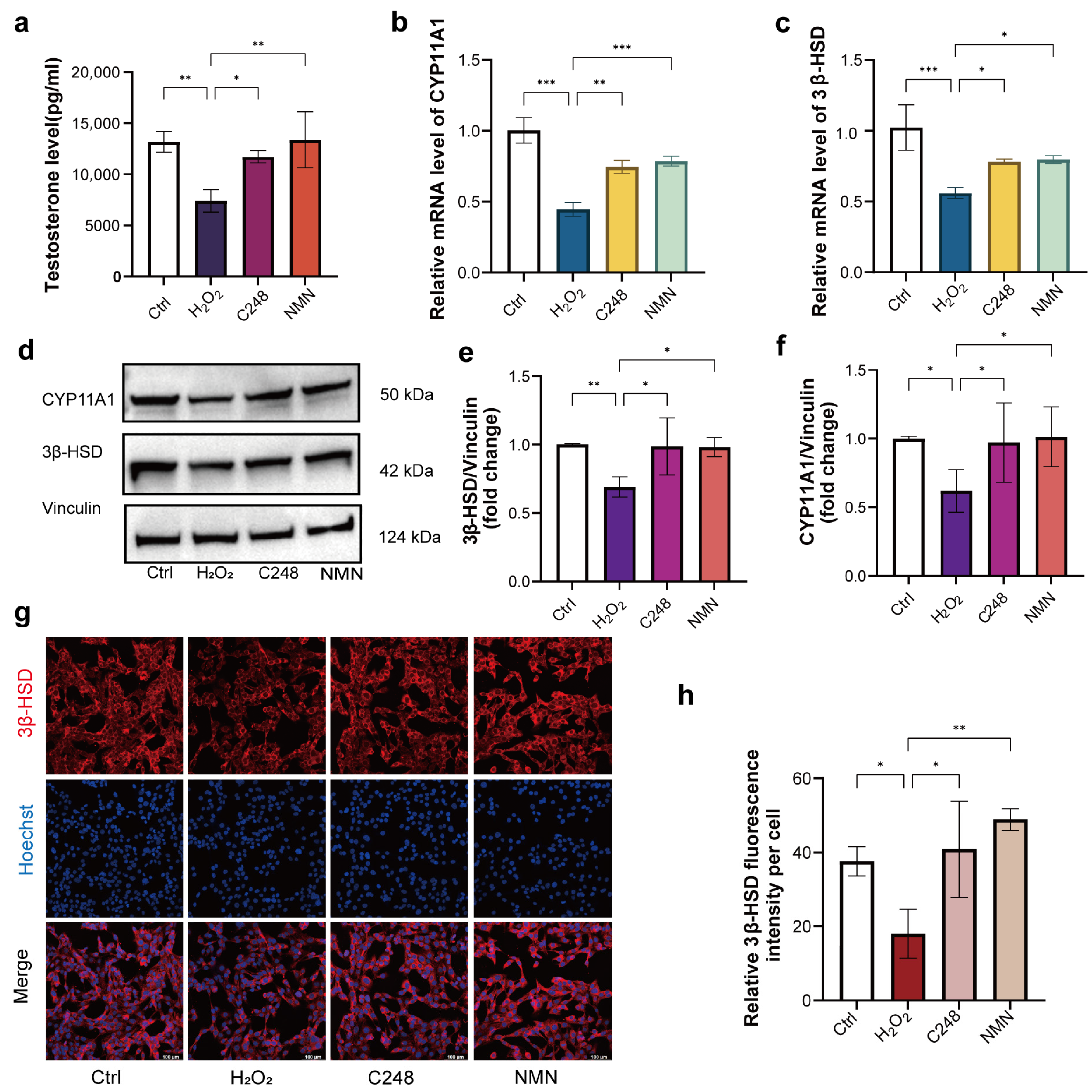 Bioactive Peptide C248 of PRDX4 Ameliorates the Function of Testicular ...