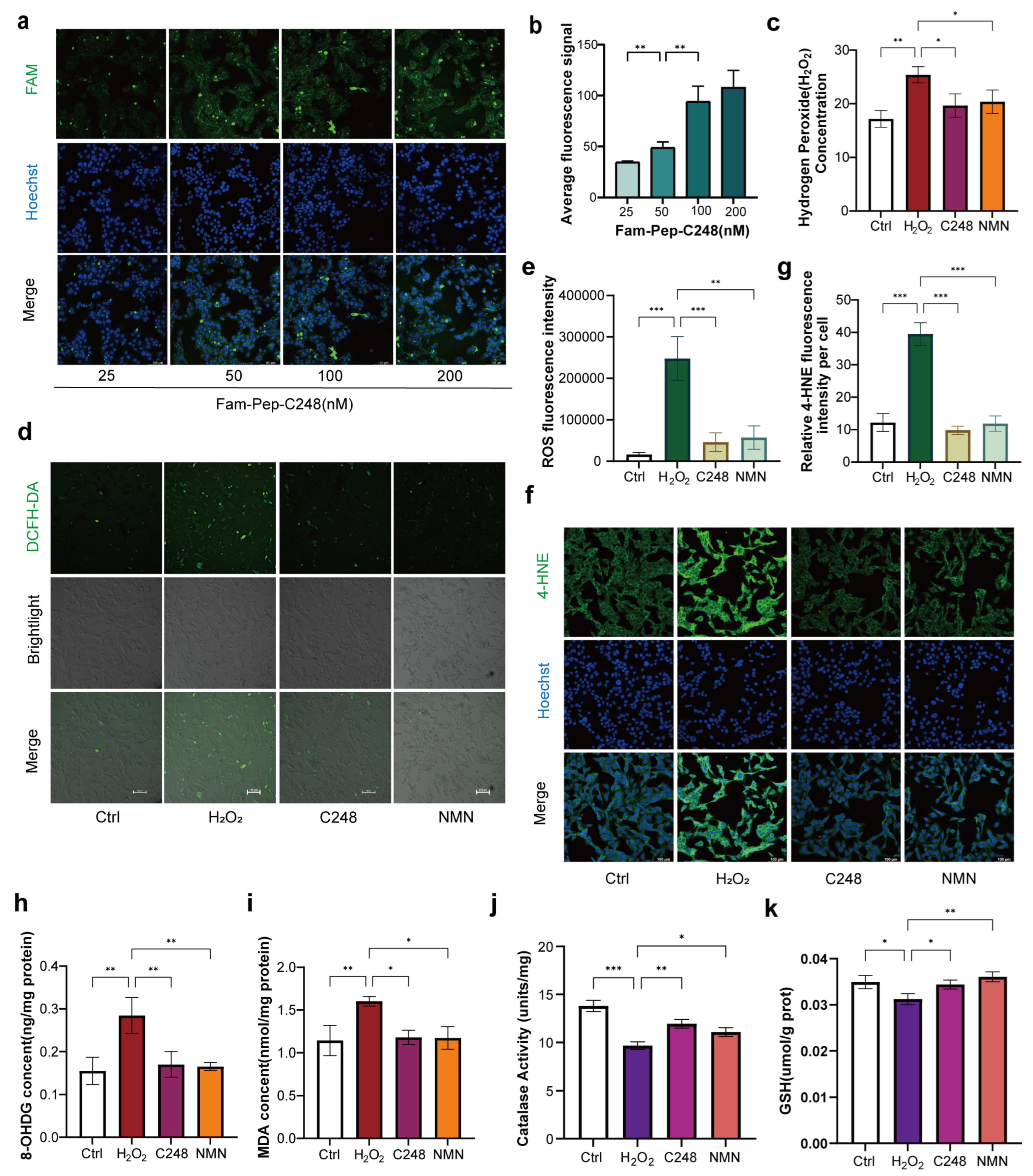 Bioactive Peptide C248 of PRDX4 Ameliorates the Function of Testicular ...