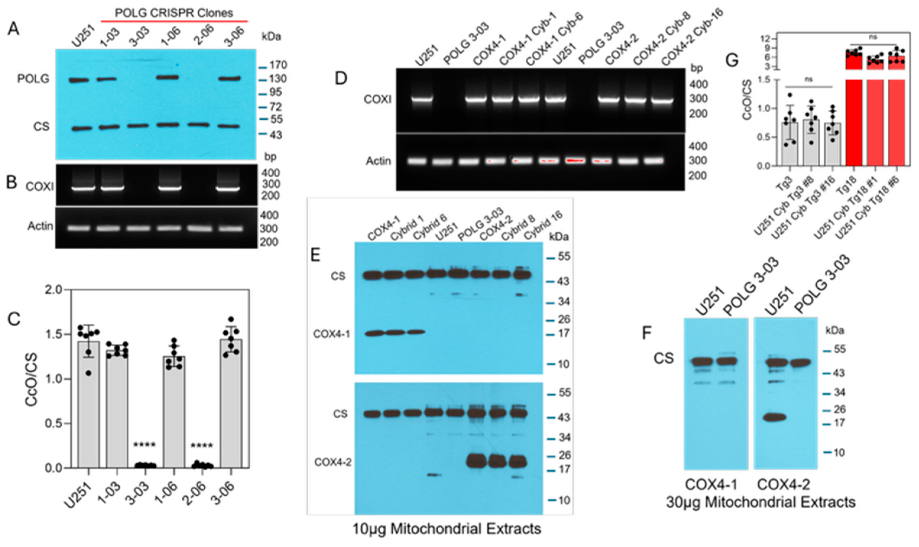 Cytochrome c Oxidase Subunit COX4-1 Reprograms Erastin-Induced Cell ...