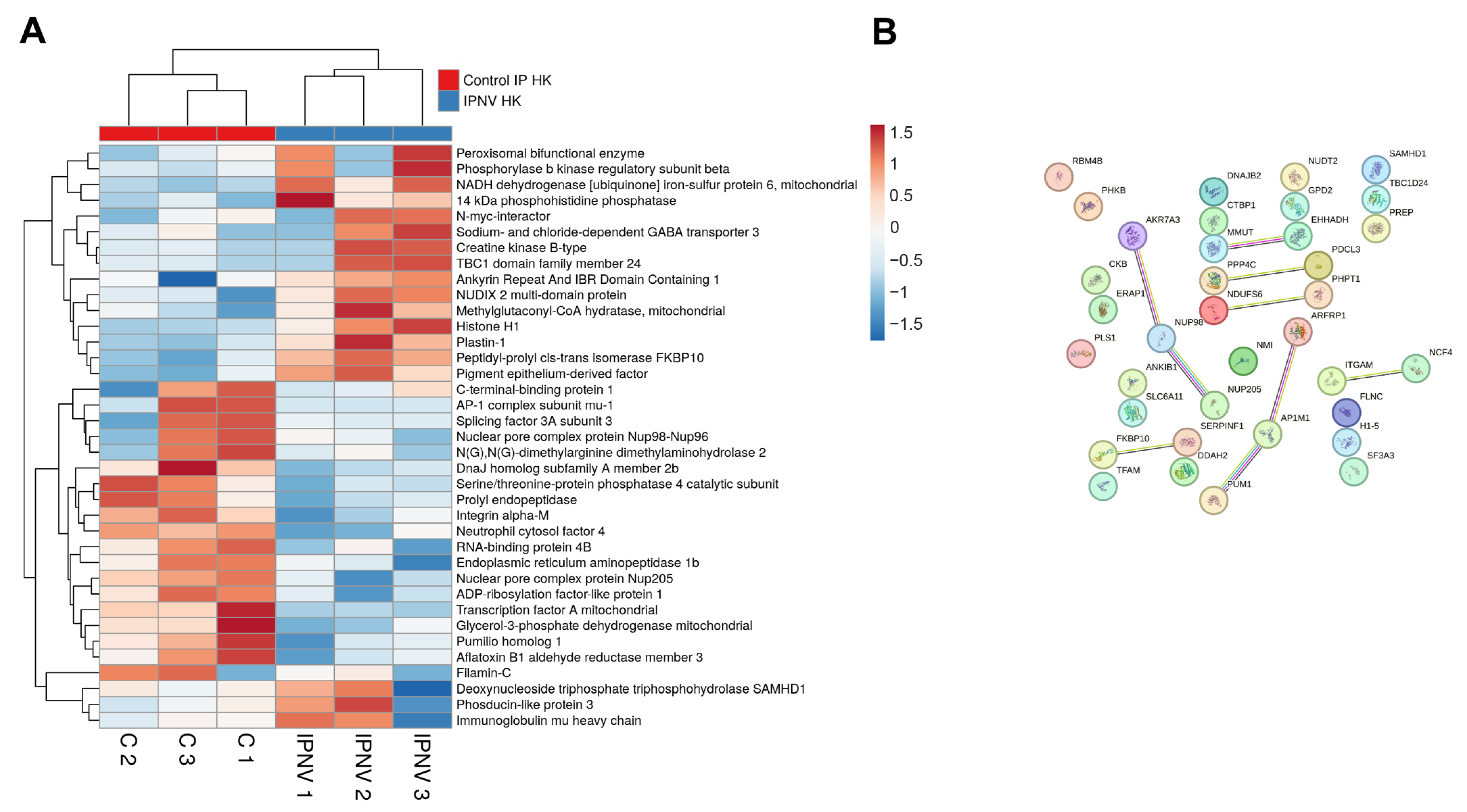 The Regulation of Oxidative Stress Is a Conserved Response to RNA Virus ...