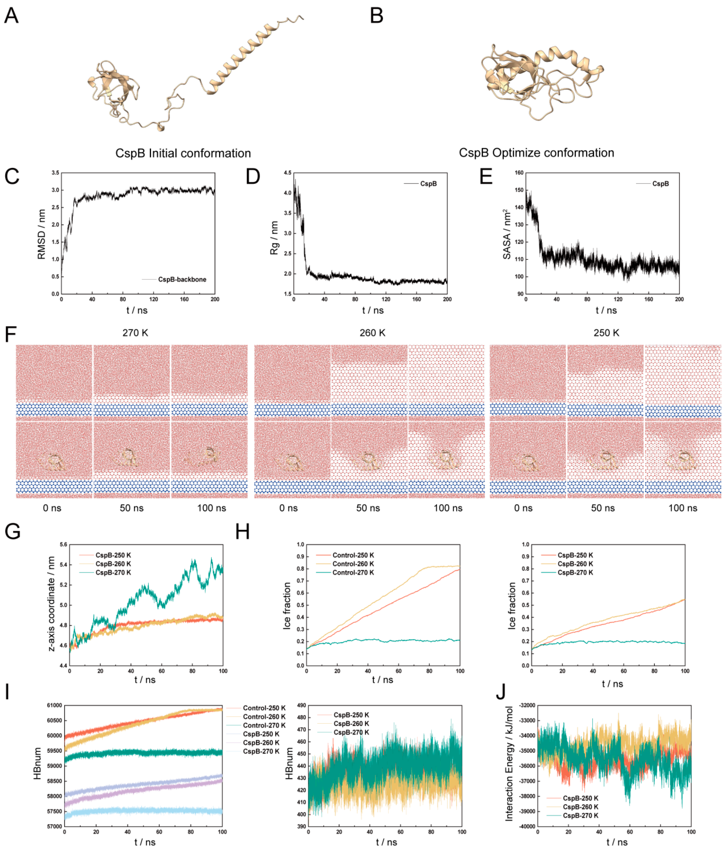 Cold Shock Protein B as an Alternative to DMSO for Oocyte Vitrification