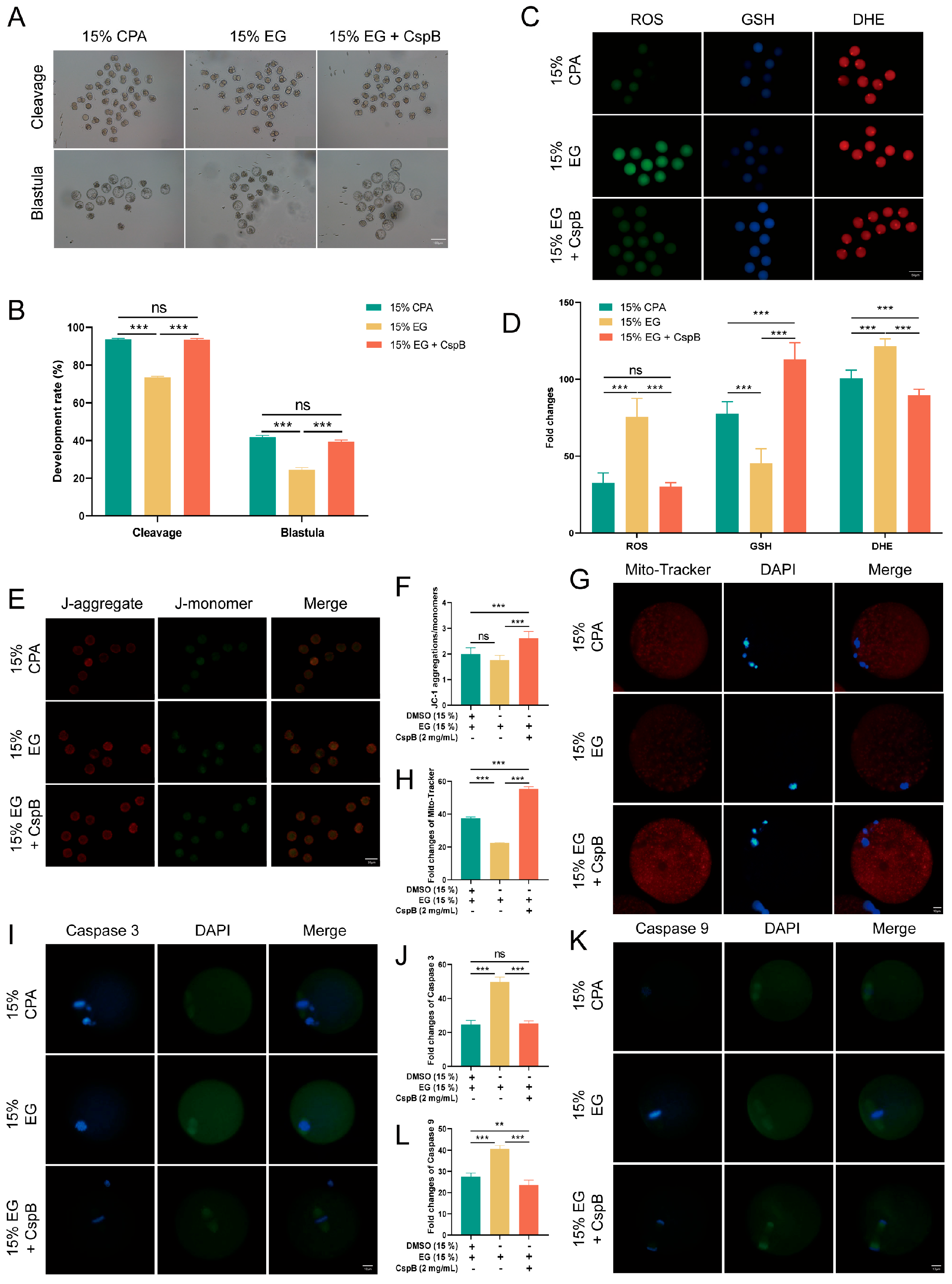 Cold Shock Protein B as an Alternative to DMSO for Oocyte Vitrification