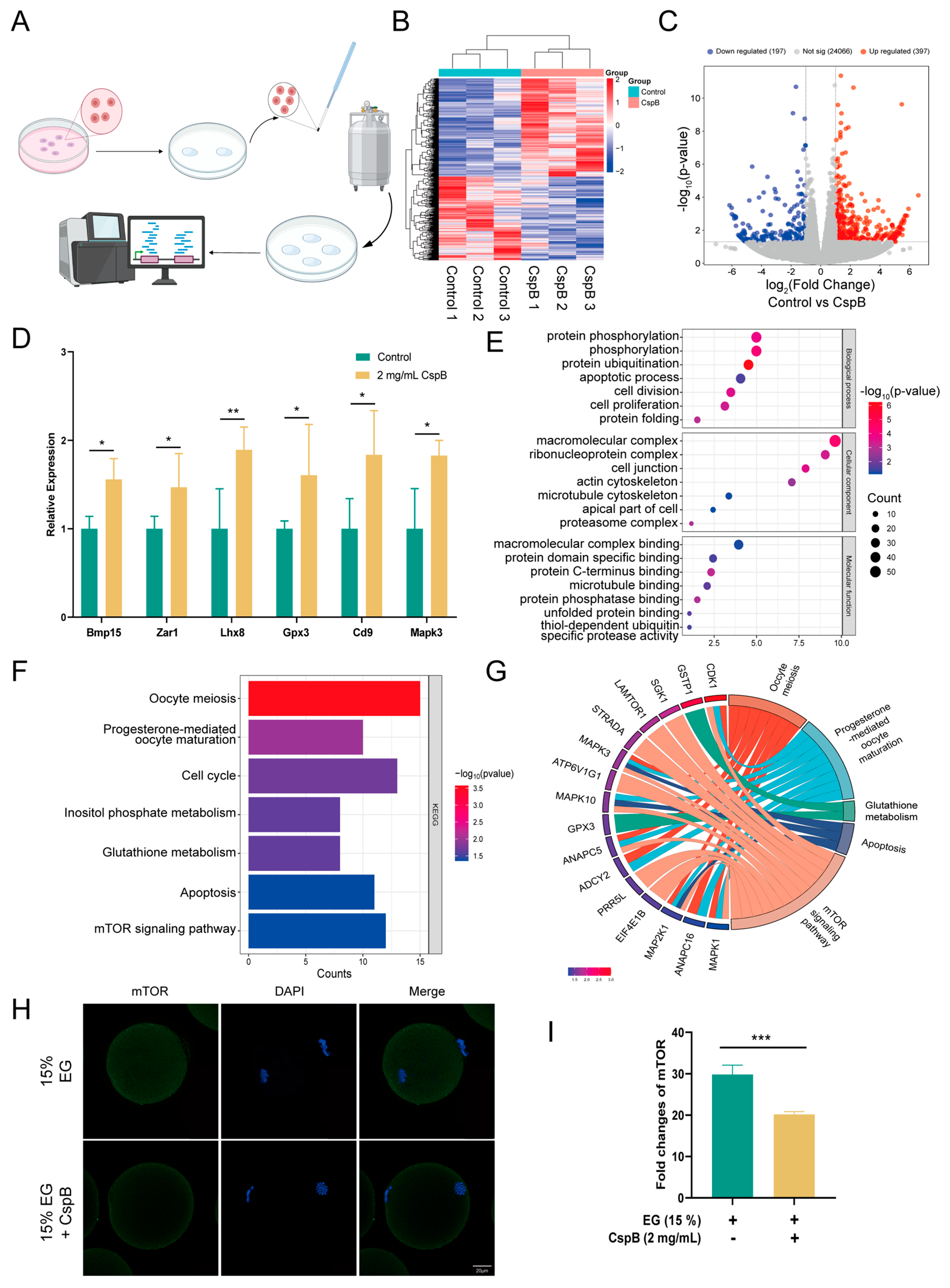 Cold Shock Protein B as an Alternative to DMSO for Oocyte Vitrification