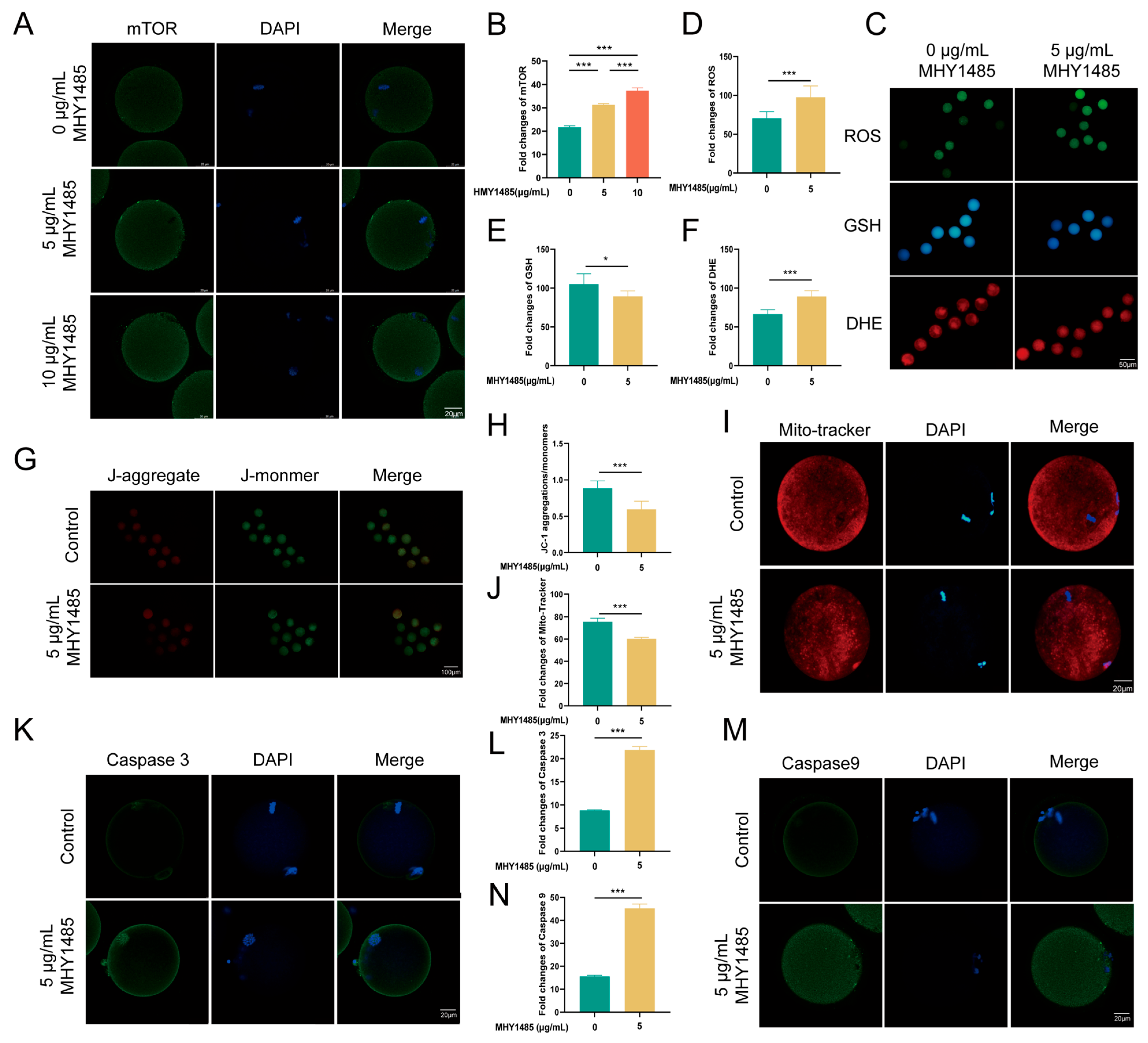 Cold Shock Protein B as an Alternative to DMSO for Oocyte Vitrification