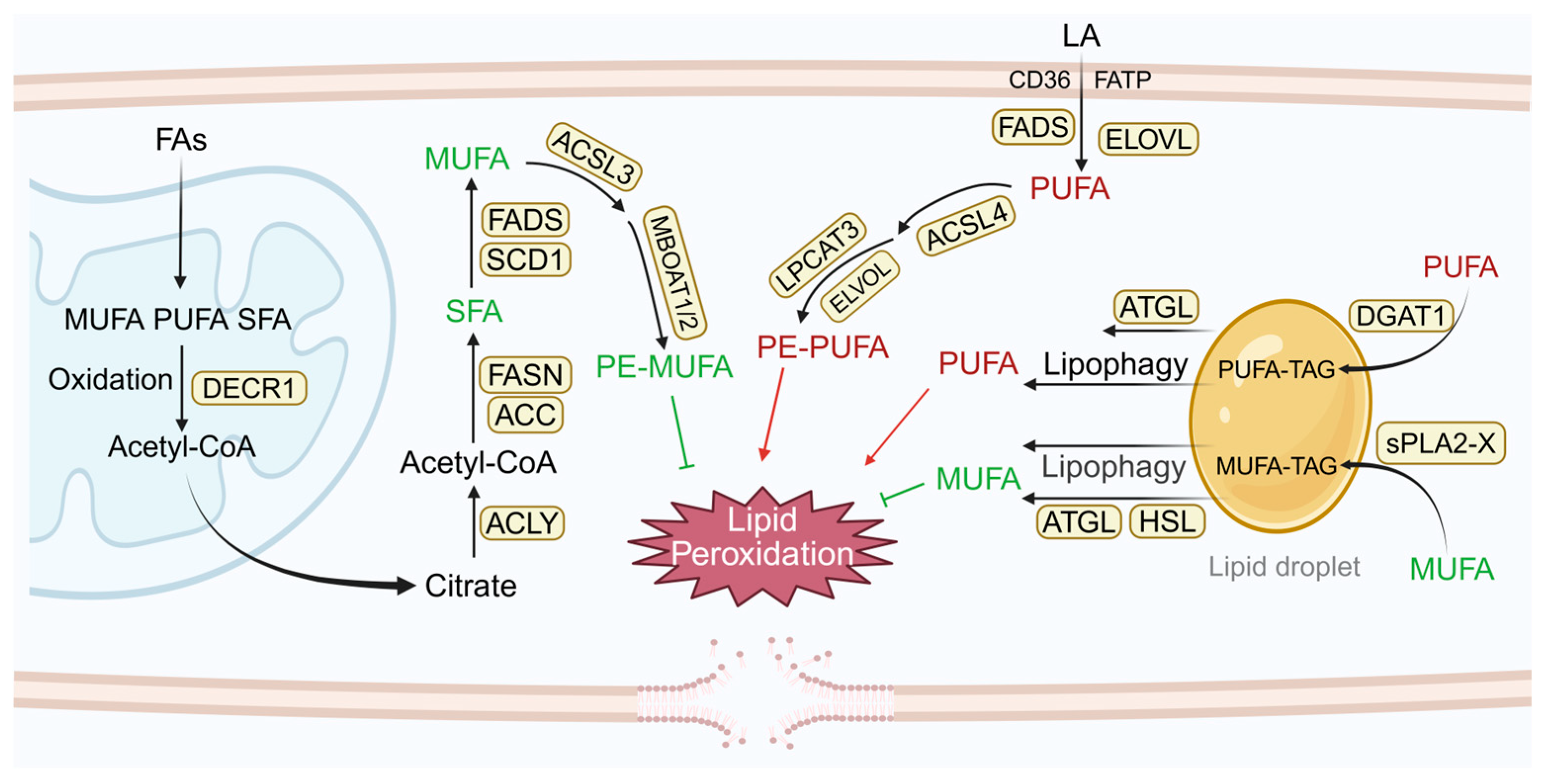 The Multilayered Landscape of Ferroptosis: Plasticity, Propagation, and ...