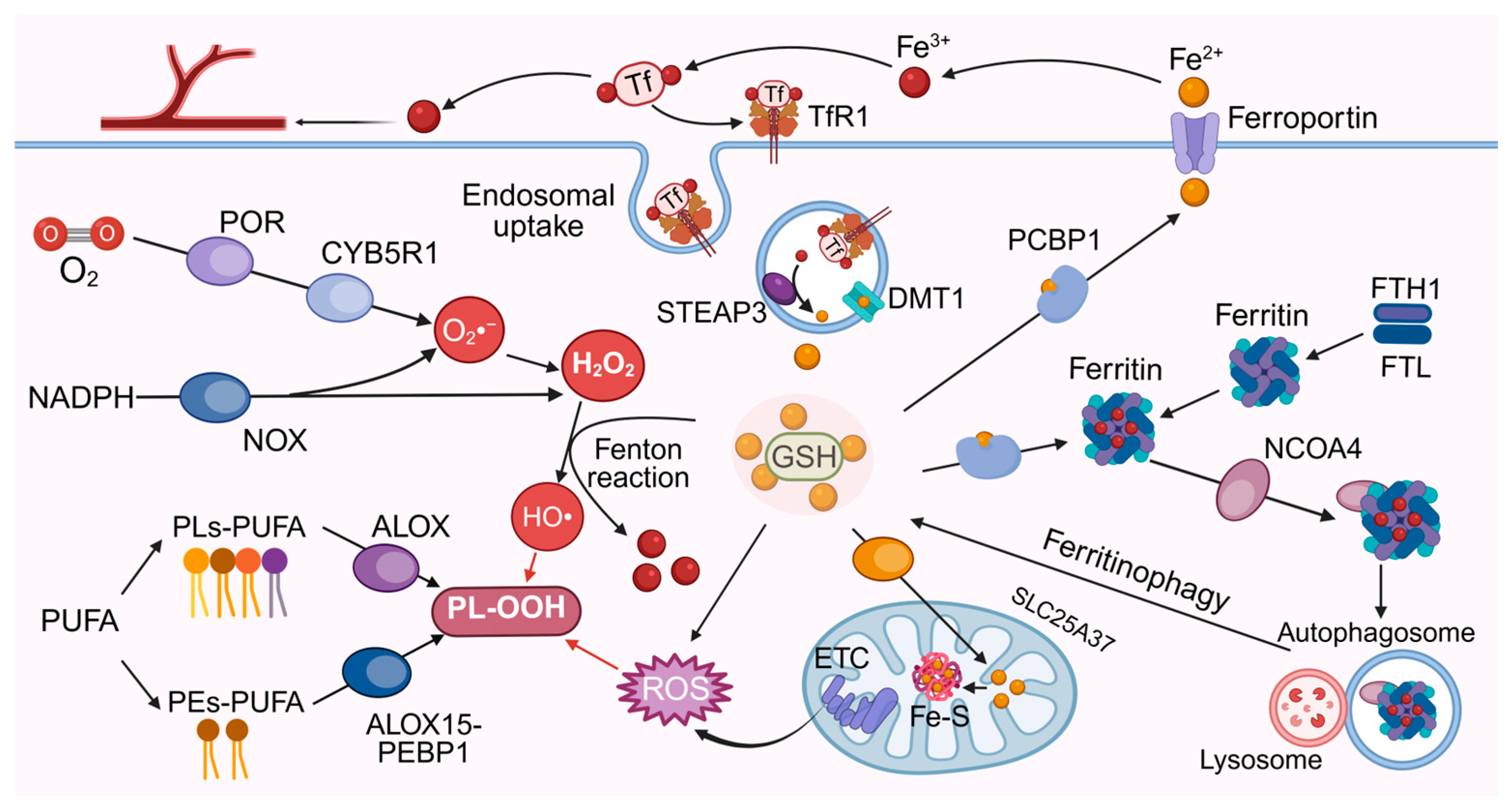 The Multilayered Landscape of Ferroptosis: Plasticity, Propagation, and ...