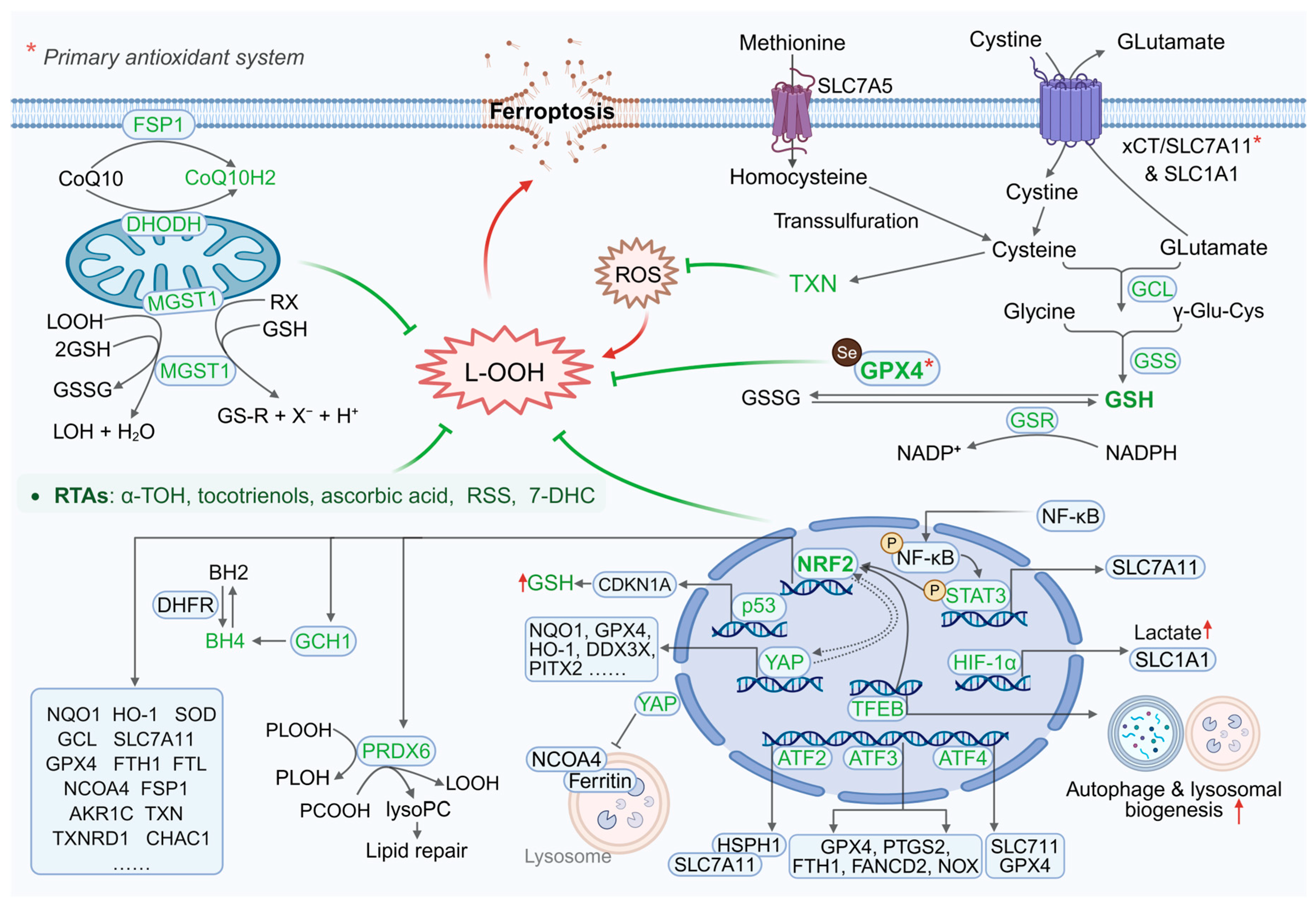 The Multilayered Landscape of Ferroptosis: Plasticity, Propagation, and ...