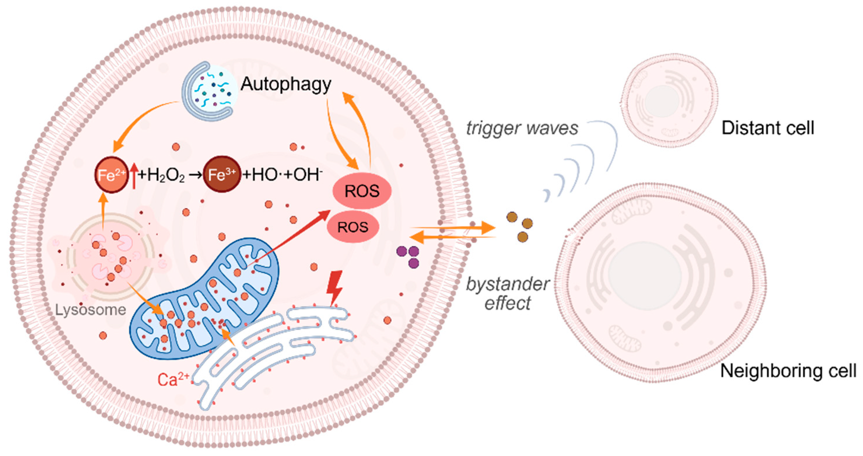 The Multilayered Landscape of Ferroptosis: Plasticity, Propagation, and ...