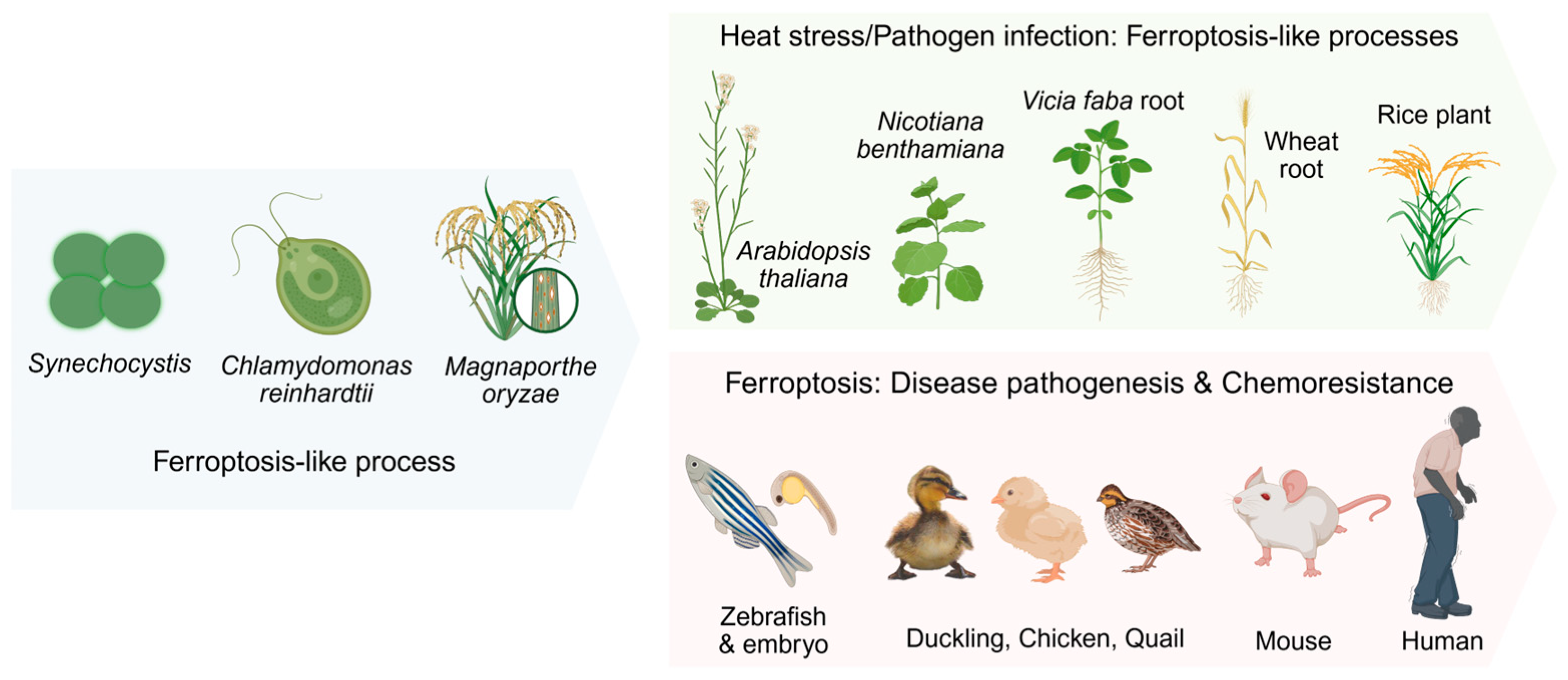 The Multilayered Landscape of Ferroptosis: Plasticity, Propagation, and ...