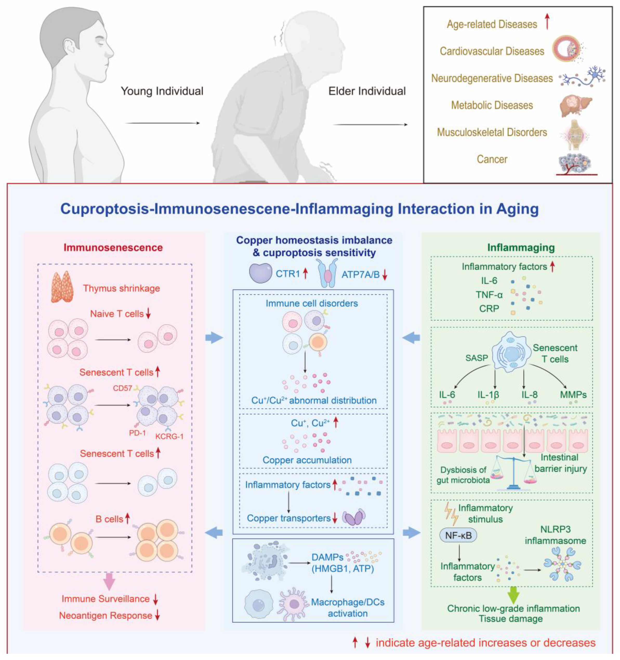 Copper Dyshomeostasis, Redox Buffering and Immune Aging Converge on ...