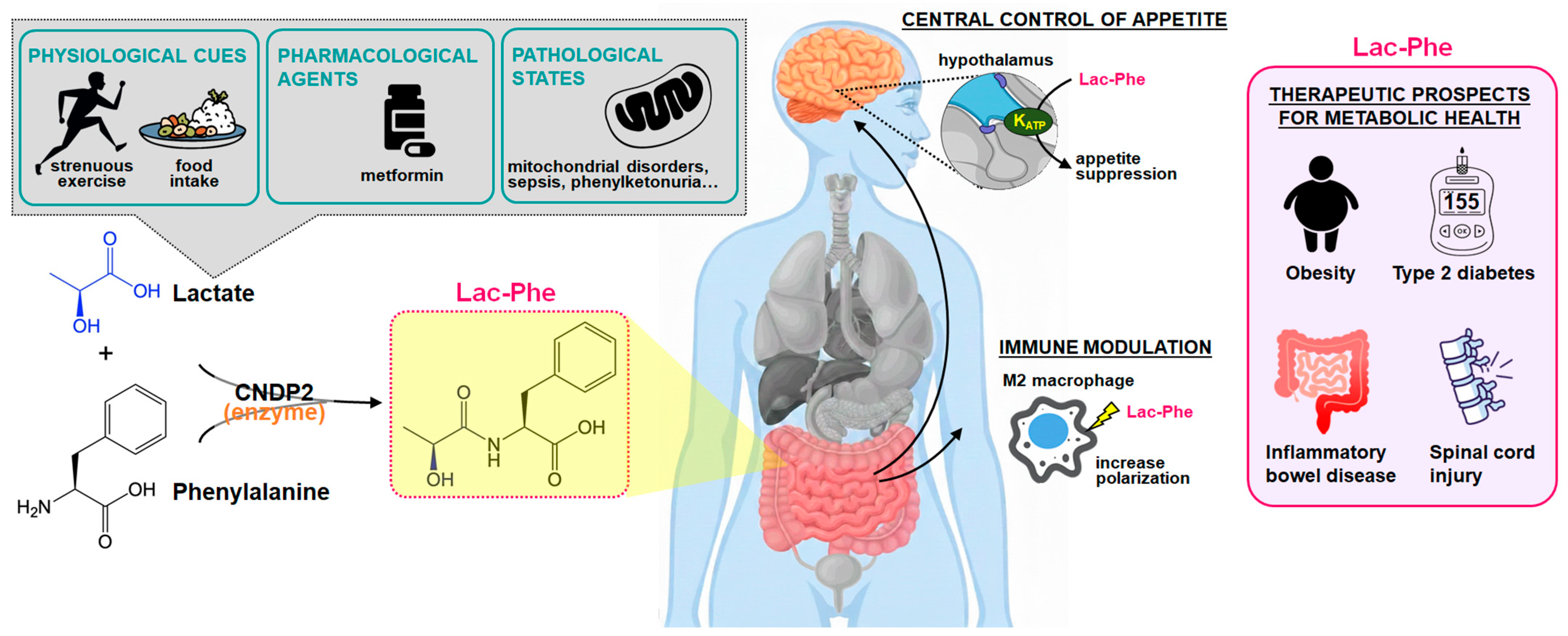 The Emerging Role of N-Lactoyl-Phenylalanine (Lac-Phe) in Metabolic ...