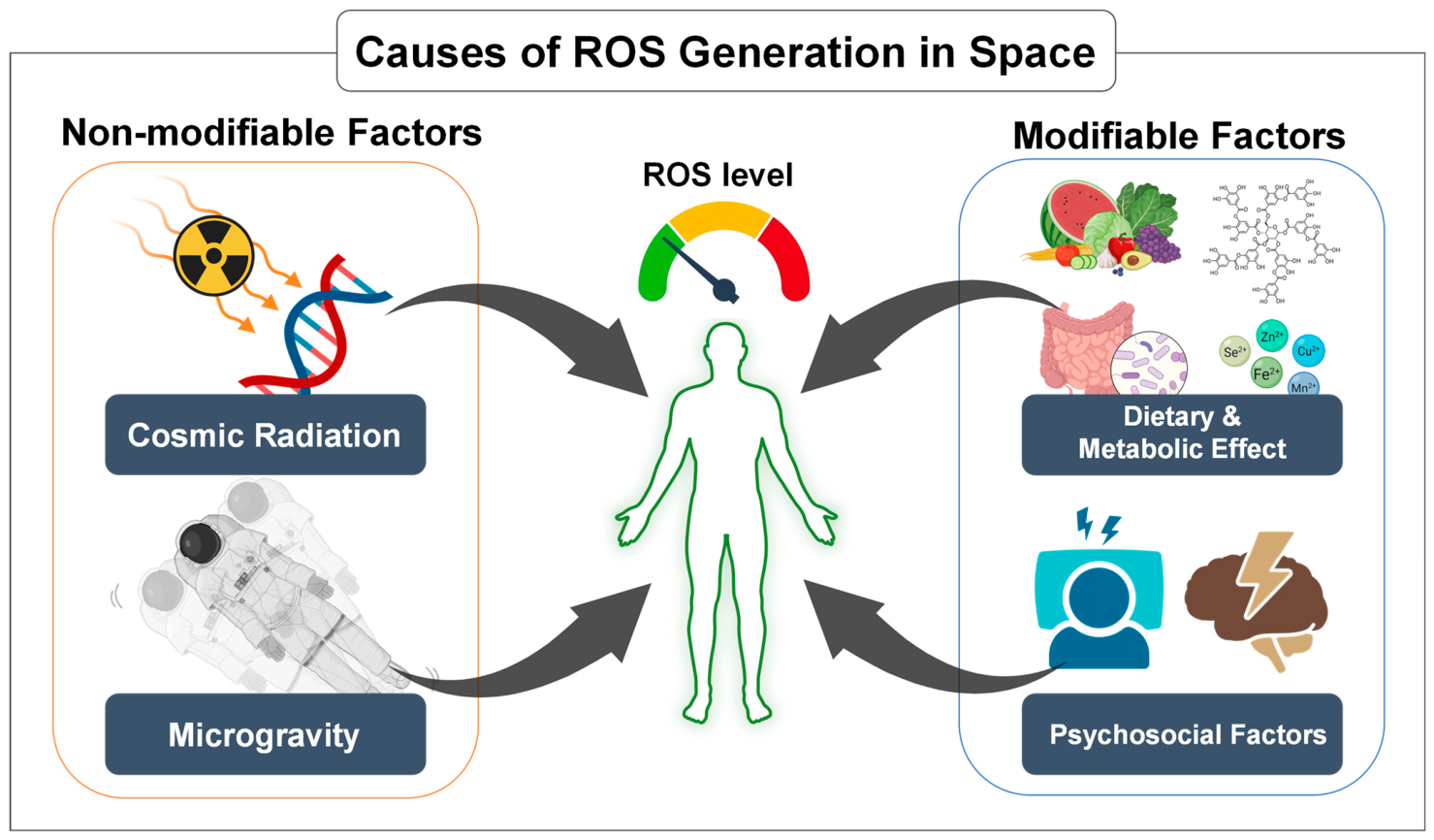 Understanding Spaceflight-Induced Oxidative Stress and the Critical ...