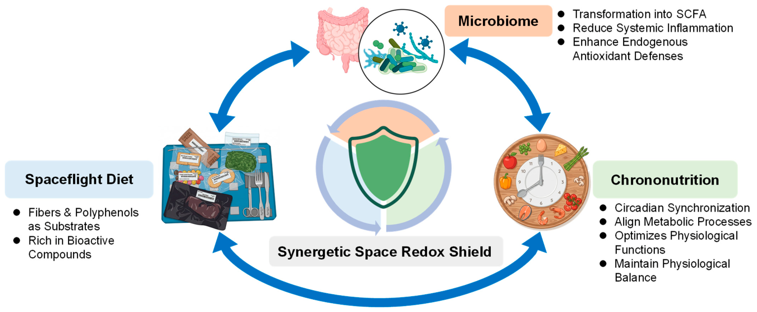 Understanding Spaceflight-Induced Oxidative Stress and the Critical ...