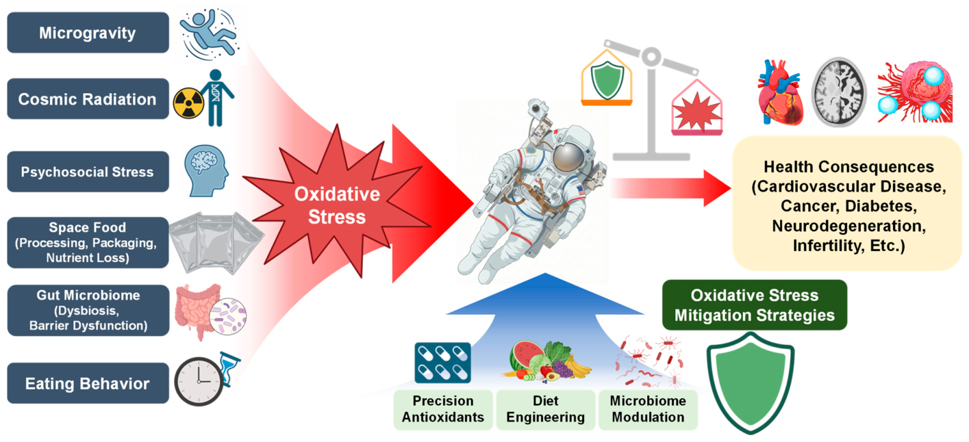 Understanding Spaceflight-Induced Oxidative Stress and the Critical ...