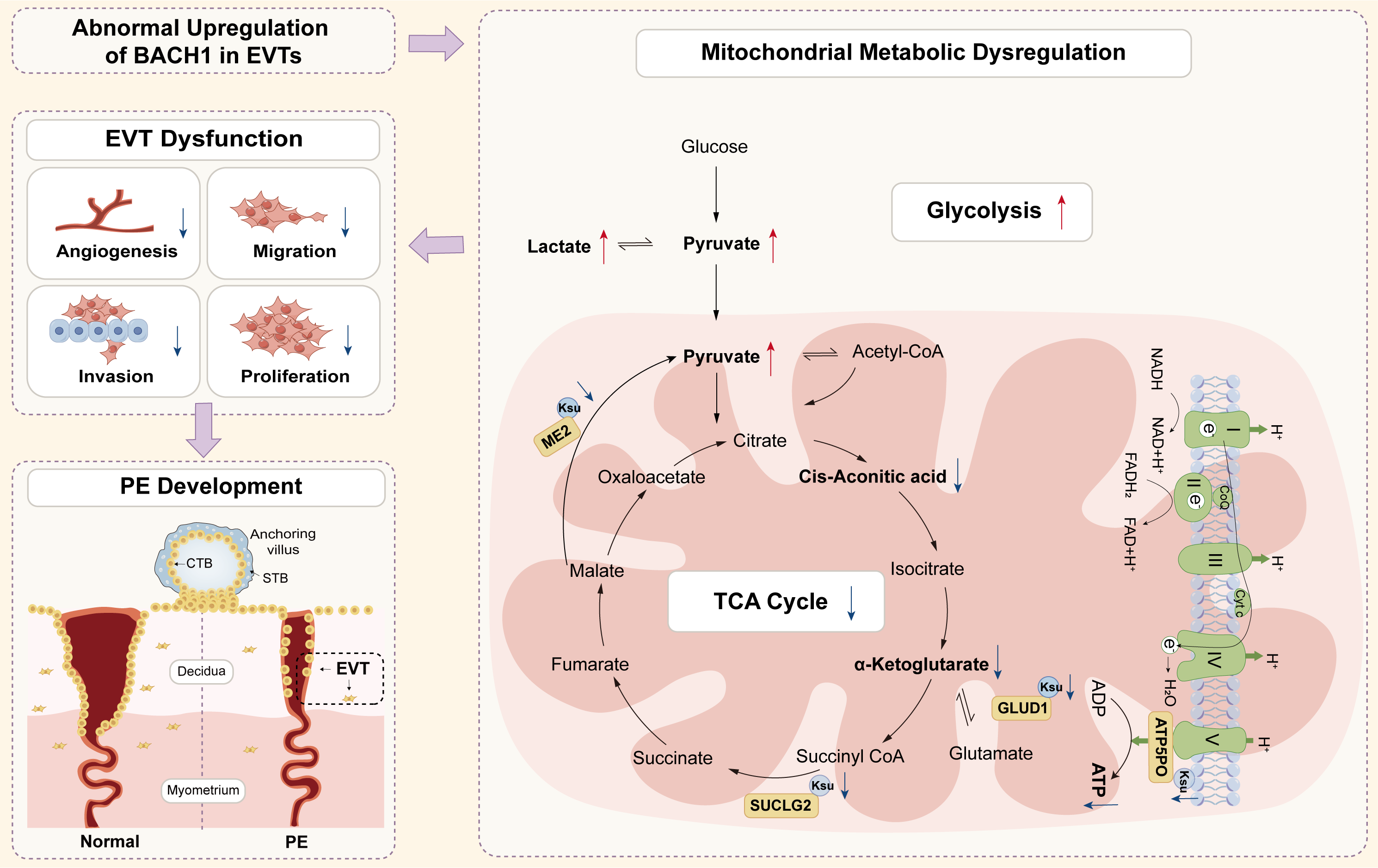 Elevated BACH1 Contributes to Mitochondrial Succinylome Remodeling and ...