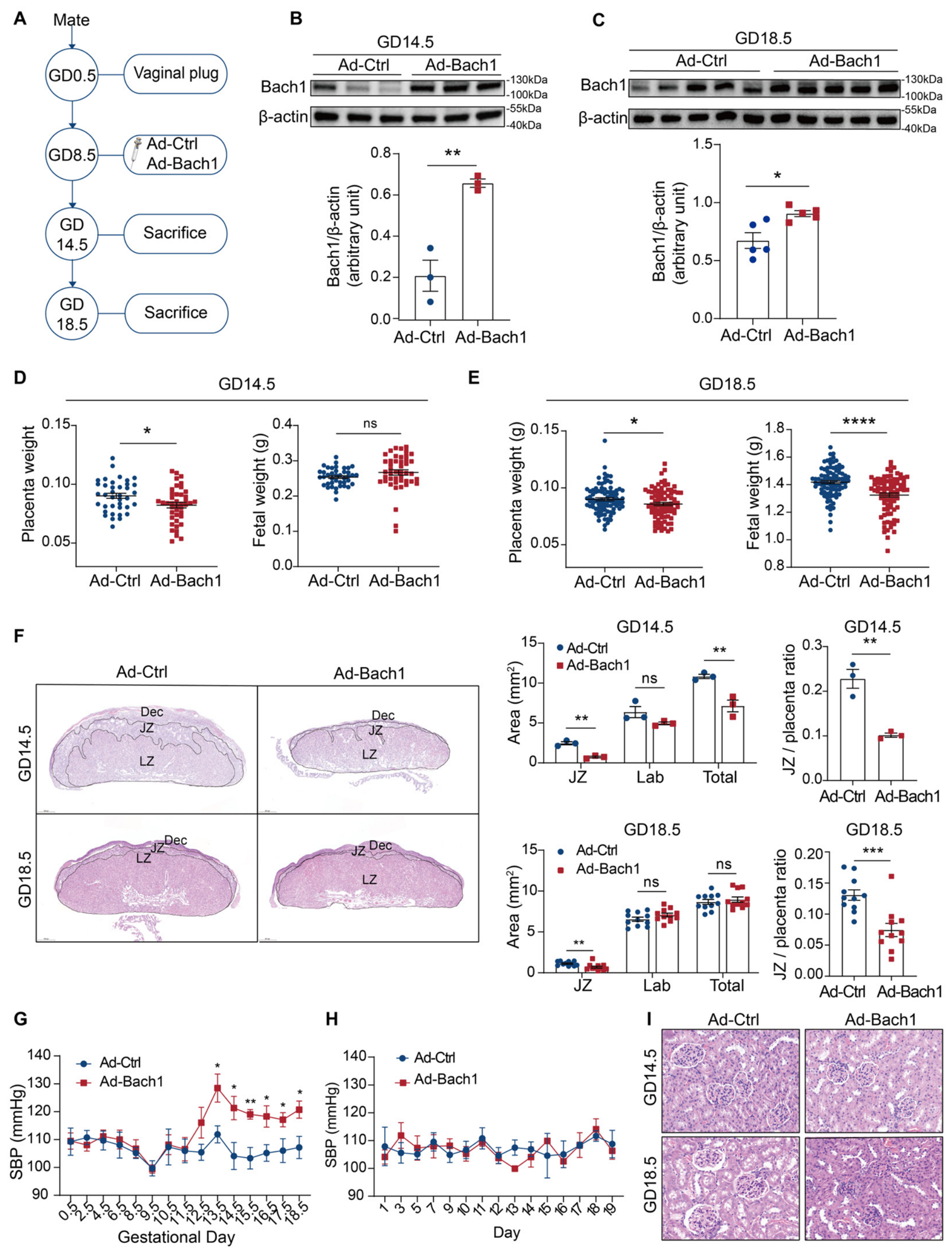 Elevated BACH1 Contributes to Mitochondrial Succinylome Remodeling and ...