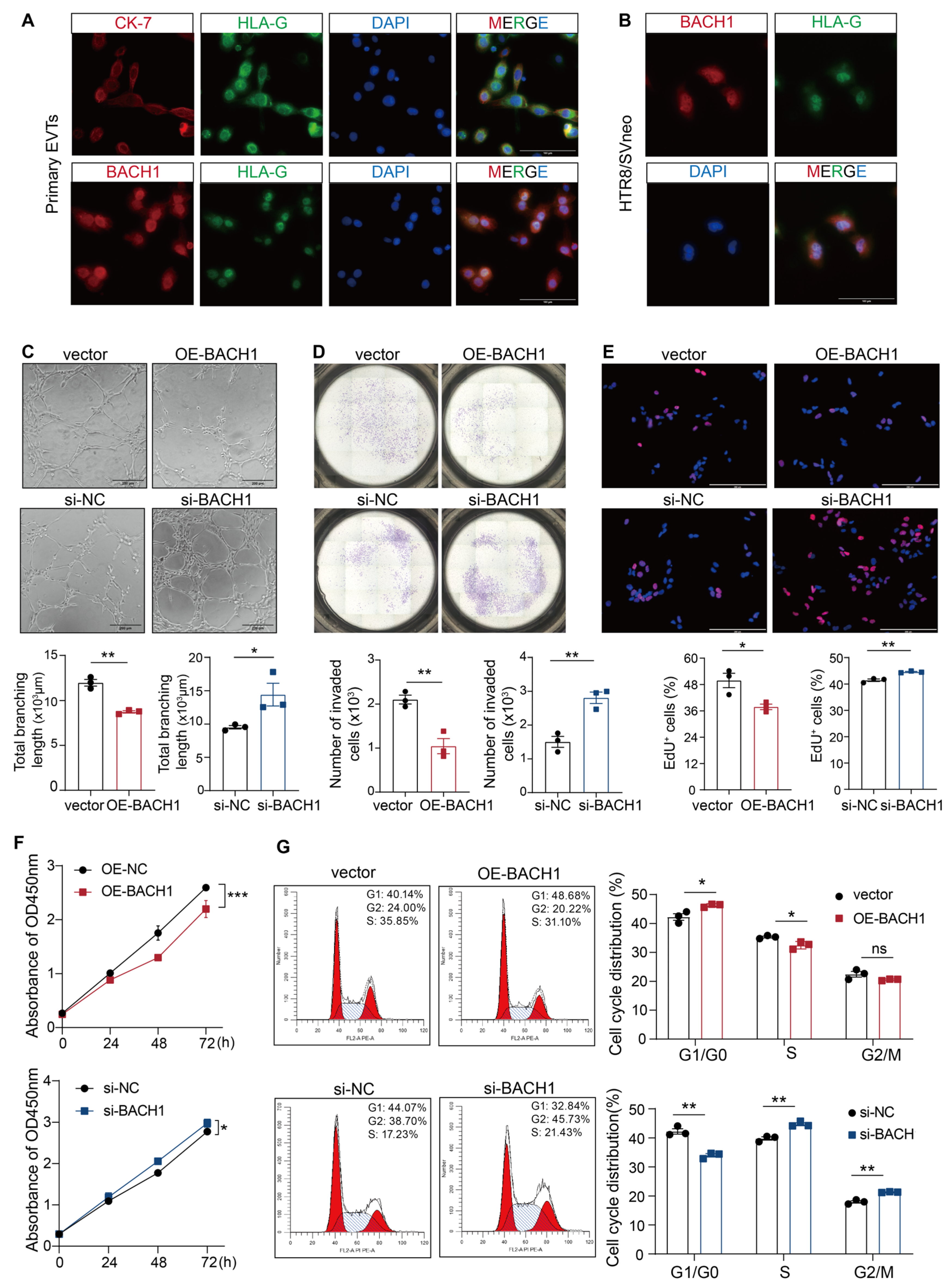 Elevated BACH1 Contributes to Mitochondrial Succinylome Remodeling and ...