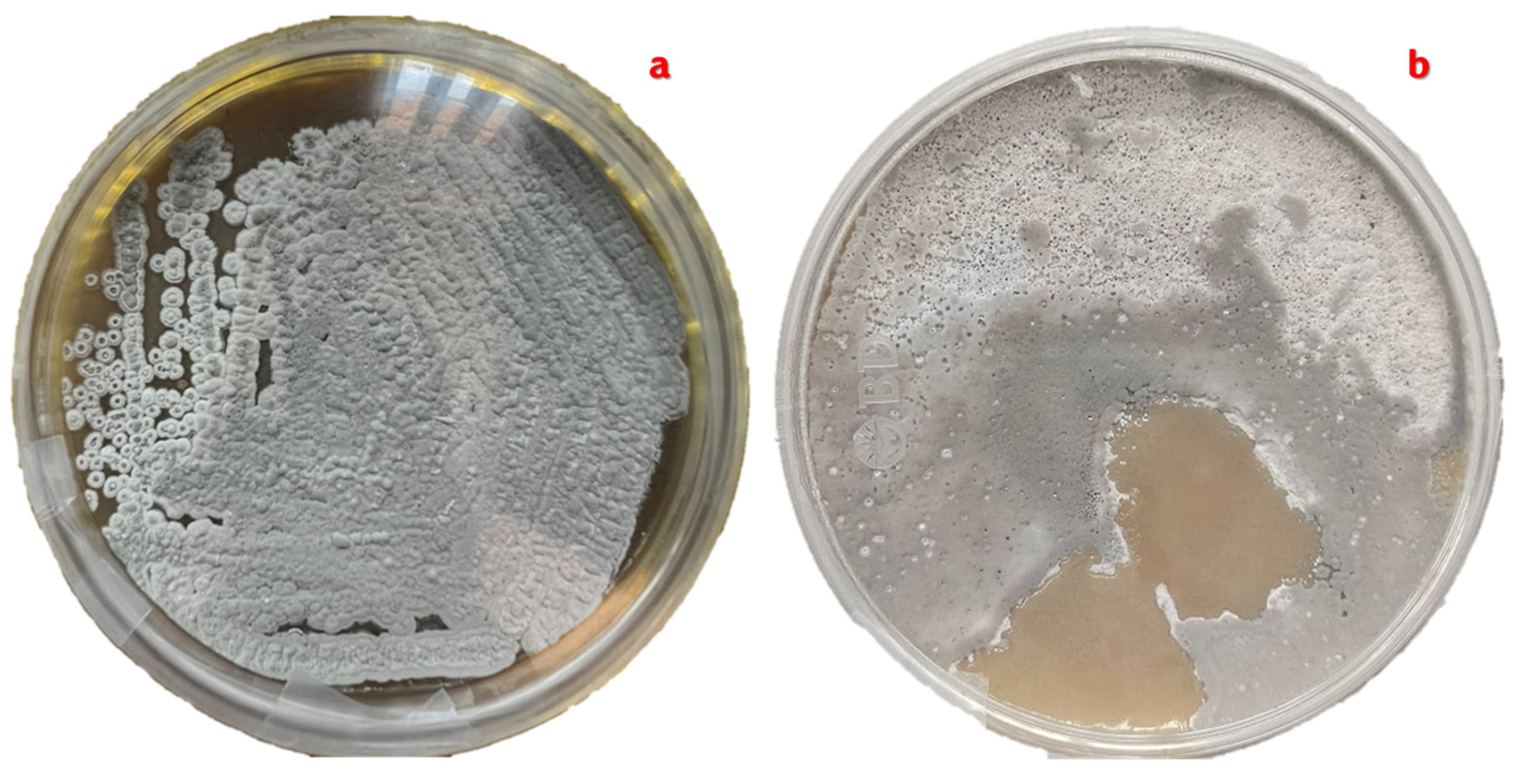 The Metabolism of Streptomyces avermitilis Isolated from Agricultural ...