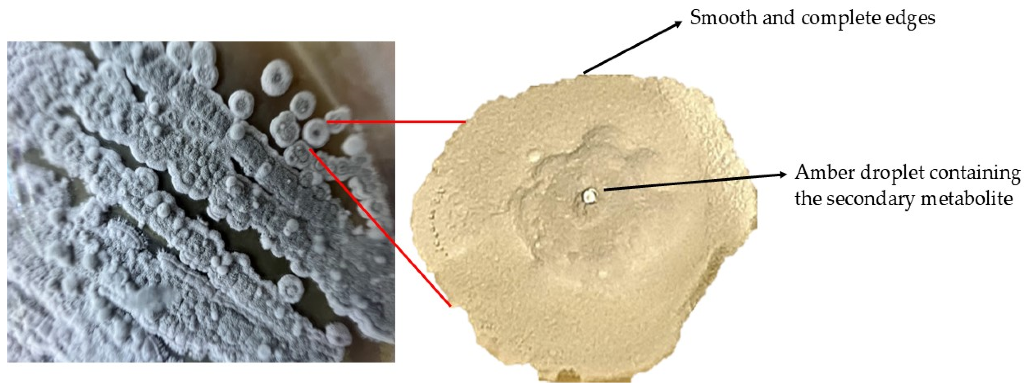 The Metabolism of Streptomyces avermitilis Isolated from Agricultural ...