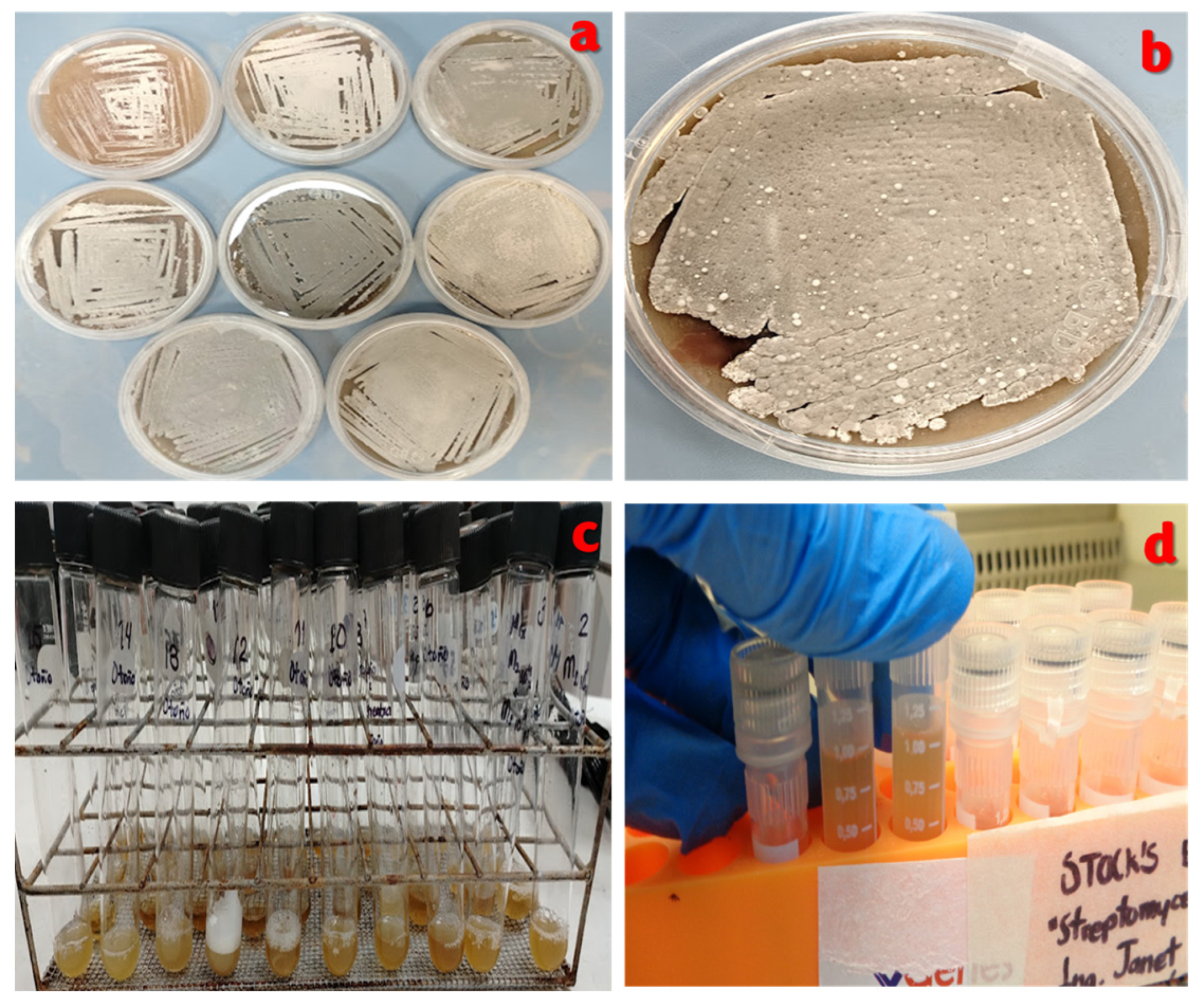 The Metabolism of Streptomyces avermitilis Isolated from Agricultural ...