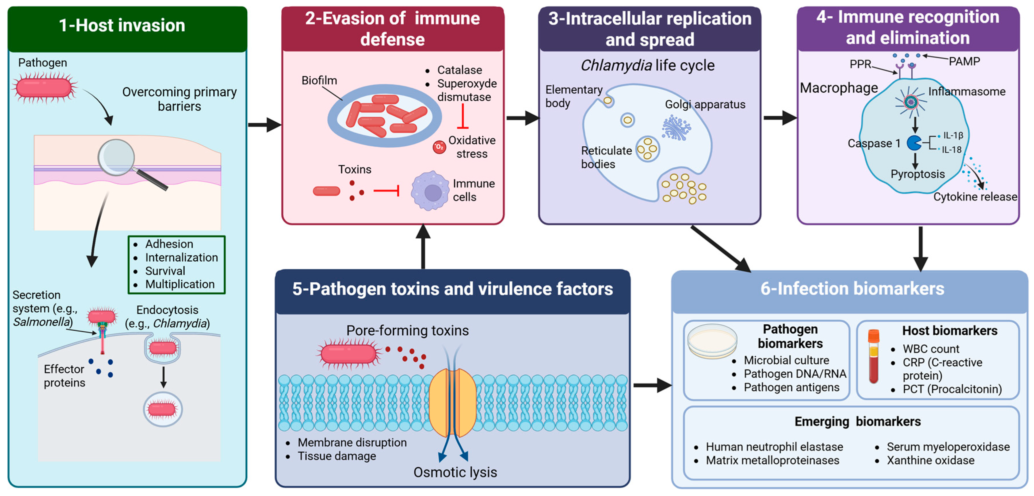 In Vitro Models for Emerging Infectious Disease Detection and Host ...