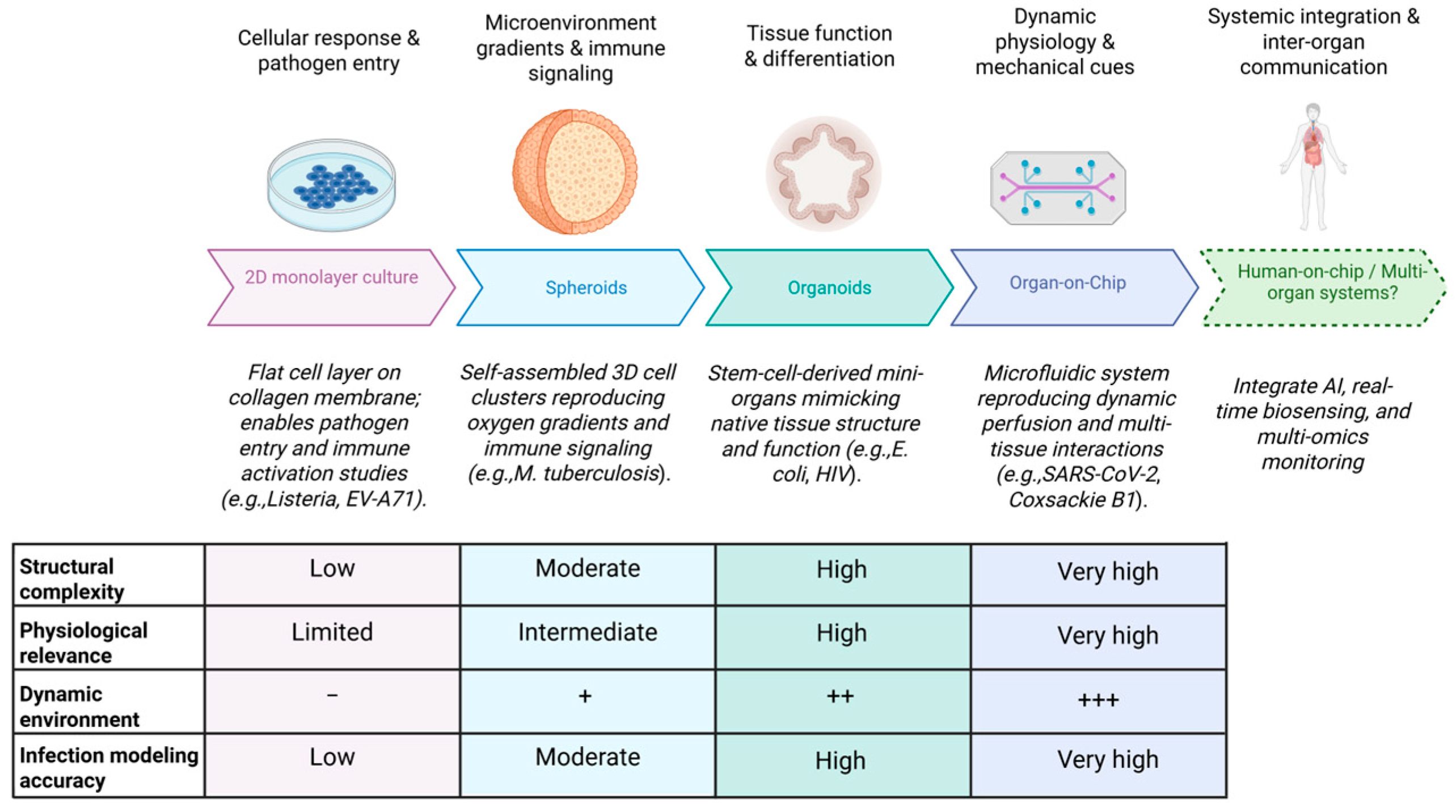 In Vitro Models for Emerging Infectious Disease Detection and Host ...