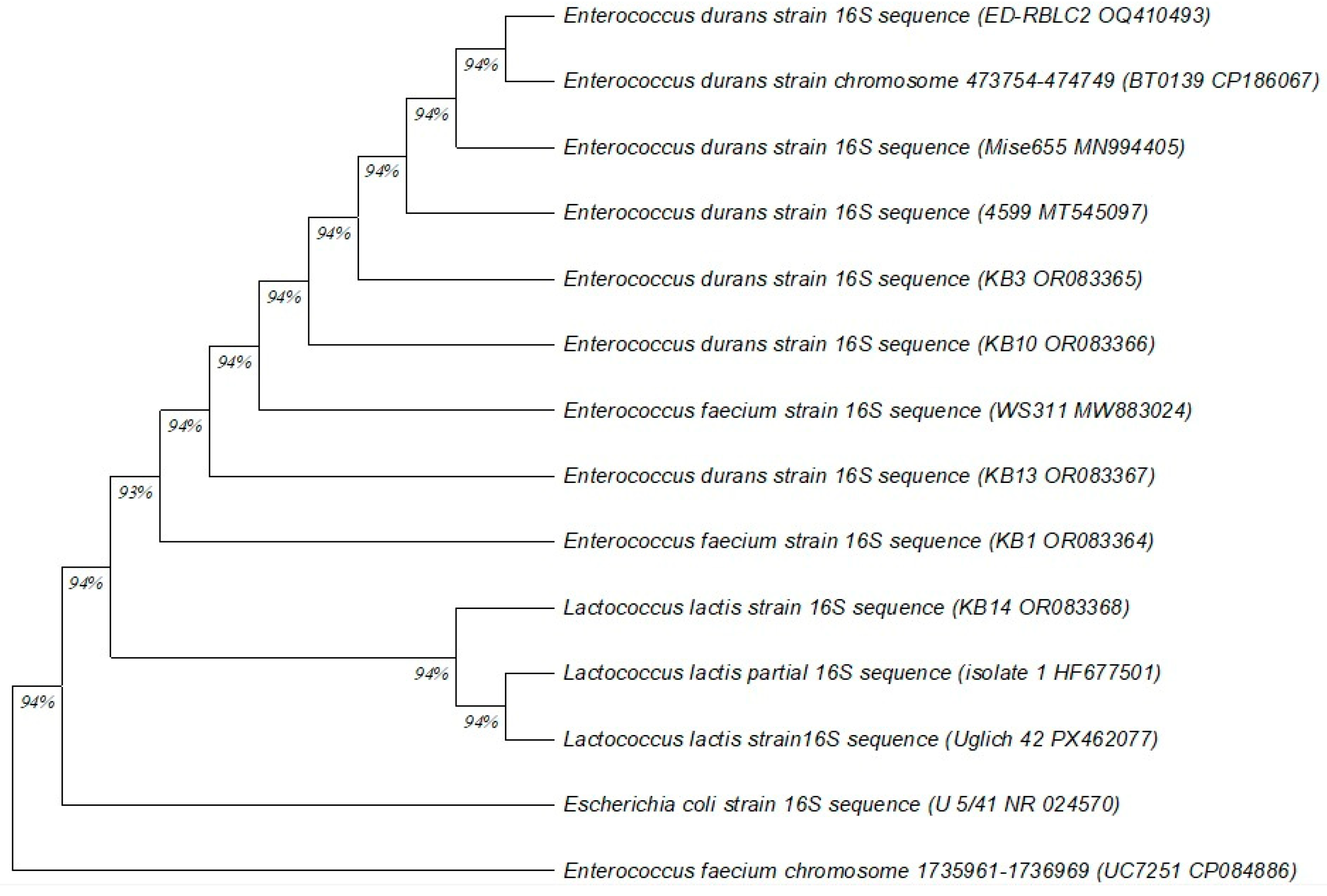 Lactic Acid Bacteria from Traditional Fermented Milk: Antimicrobial ...