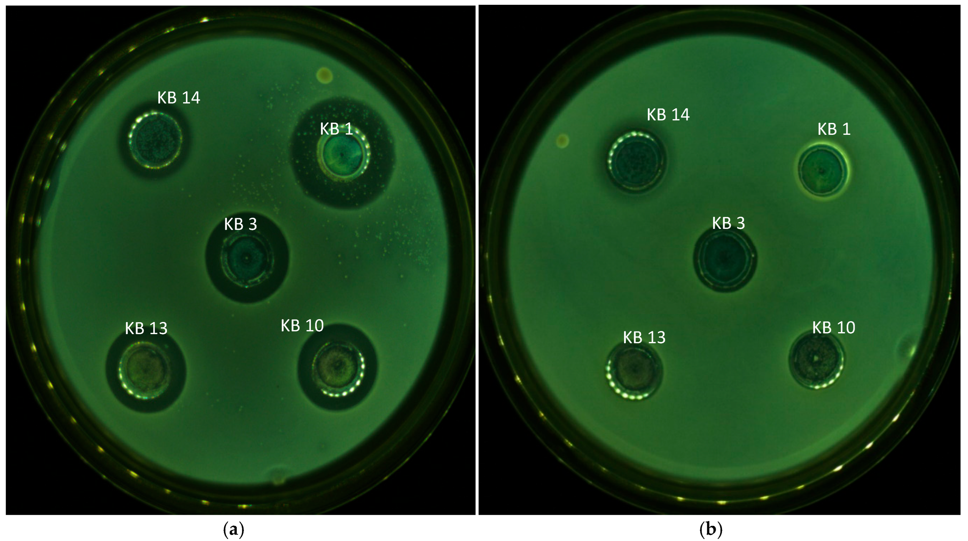 Lactic Acid Bacteria from Traditional Fermented Milk: Antimicrobial ...
