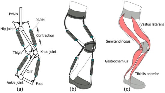 A Motion Control of Soft Gait Assistive Suit by Gait Phase Detection ...