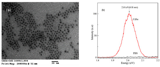 Photodynamic Properties of CdSe/CdS Quantum Dots in Intracellular Media
