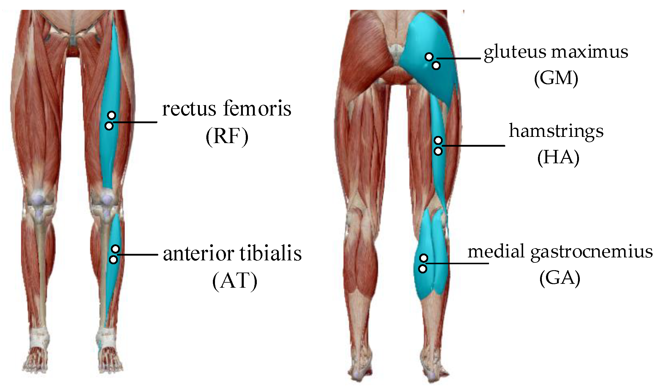 Applied Sciences Free Full Text Effects Of Backpack Loads On Leg Applied Sciences Free Full Text Effects Of Backpack Loads On Leg