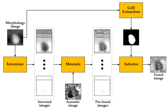 An Atomic Force Acoustic Microscopy Image Fusion Method Based on Grayscale Inversion and ...