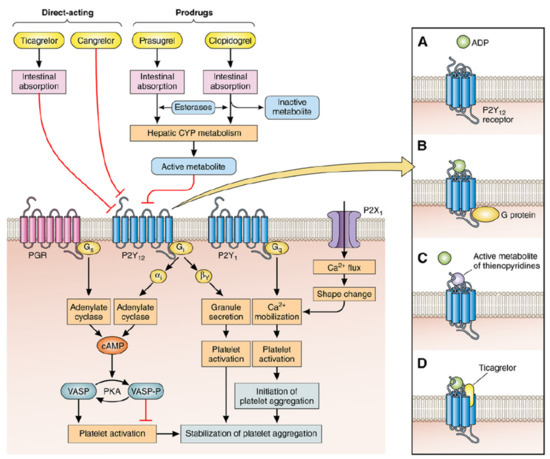 The Role and Molecular Mechanism of P2Y12 Receptors in the Pathogenesis ...