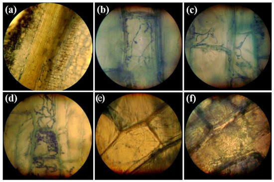 Histological Change in Cucumber Tissue and Cellulase Activity of ...