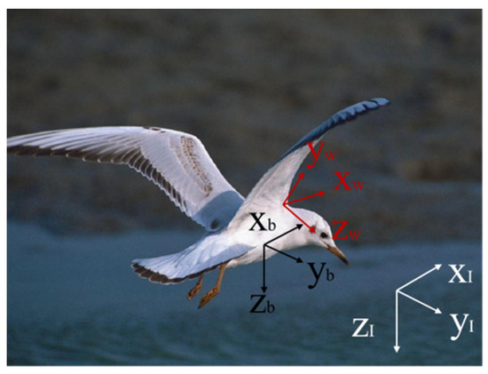 Longitudinal Trim and Dynamic Stability Analysis of a Seagull-Based Model