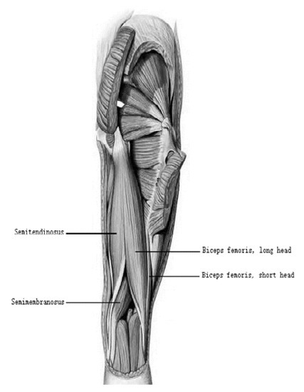 Hamstrings on Morphological Structure Characteristics, Stress Features ...