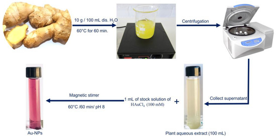 Green Synthesis of Gold Nanoparticles by Aqueous Extract of Zingiber officinale ...