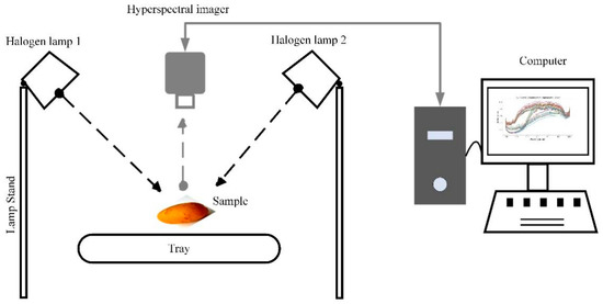 Rapid Estimation of Moisture Content in Unpeeled Potato Tubers Using ...