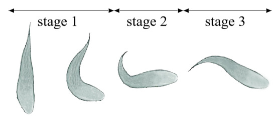 Hydrodynamics and Musculature Actuation of Fish during a Fast Start