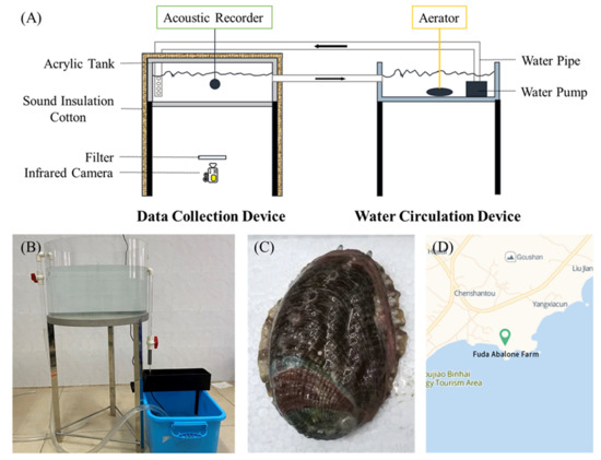 Acoustic Characterization for The Feeding Activities of Haliotis discus ...