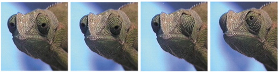 Environment Perception with Chameleon-Inspired Active Vision Based on ...