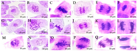 Cytological Applications of the Vacuolization Phenomenon as a Means of ...