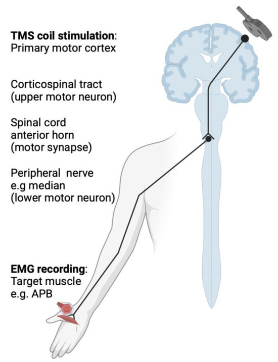 An Overview of Transcranial Magnetic Stimulation and Its Application in ...