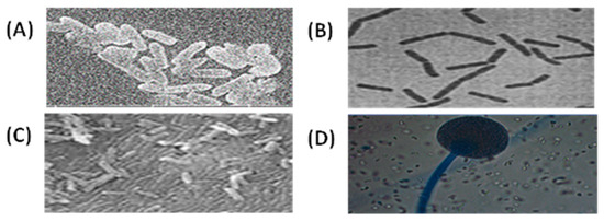 Identification of Previously Unrecorded Bacills, Serratia, and Mucor ...