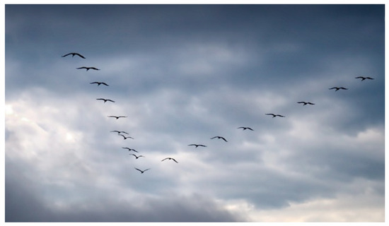 The Aerodynamic Mechanisms of the Formation Flight of Migratory Birds ...
