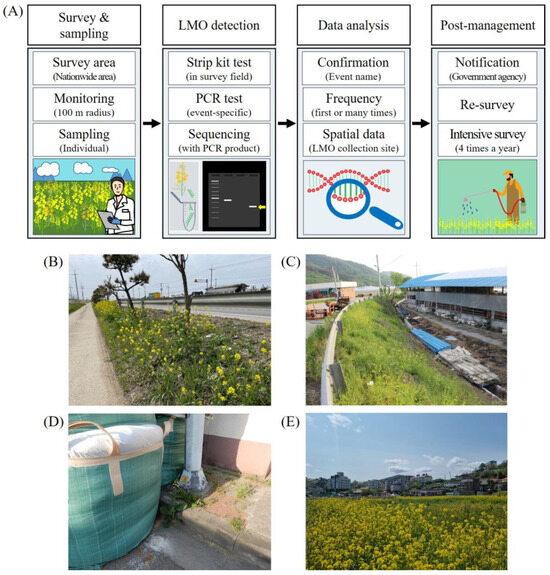 Long-Term Monitoring and Management of Genetically Modified Canola in ...