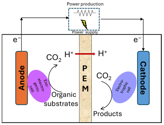Microalgal Microbial Fuel Cells: A Comprehensive Review of Mechanisms ...